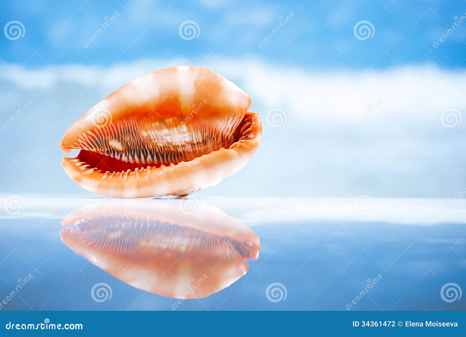 Seashell and Reflection with Ocean, Wave and Seascape Stock Photo ...