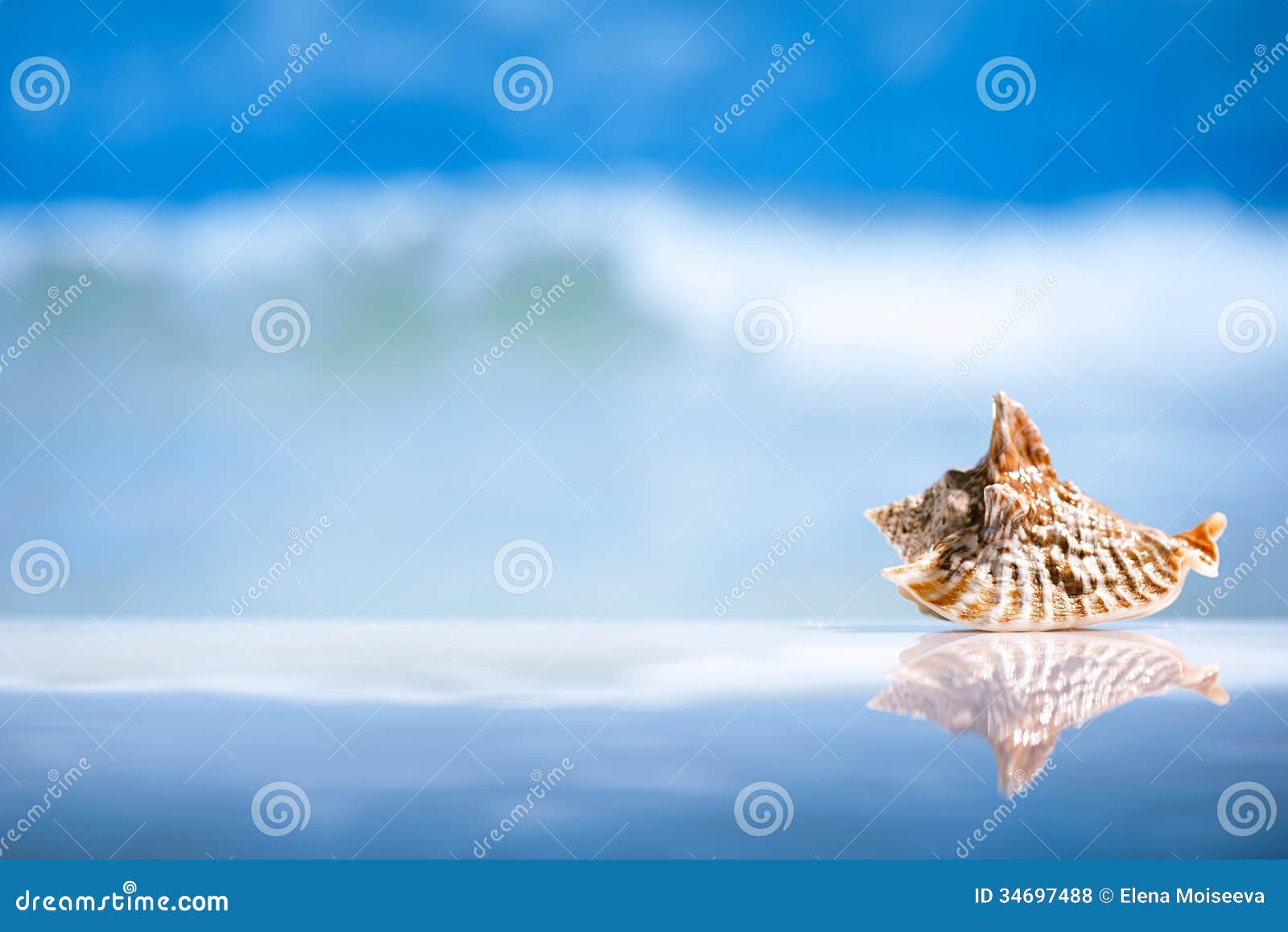 Seashell and Reflection with Ocean, Wave and Seascape Stock Photo ...