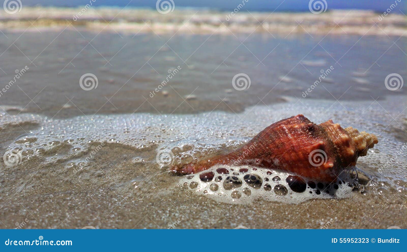 The Seashell Rest on the Wave Bubble Stock Image - Image of wave, rest ...