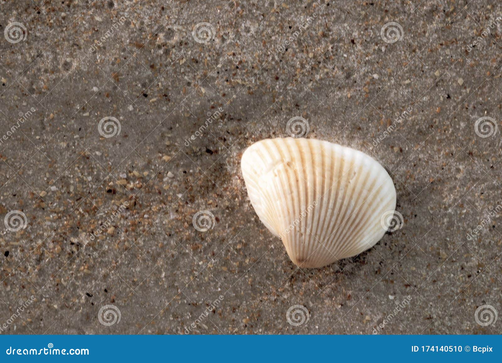 Seashell Resting on Beach Sand Stock Photo - Image of february, sand ...