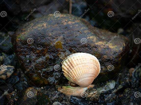 A shell on a rock stock image. Image of rocky, outdoor - 300537917