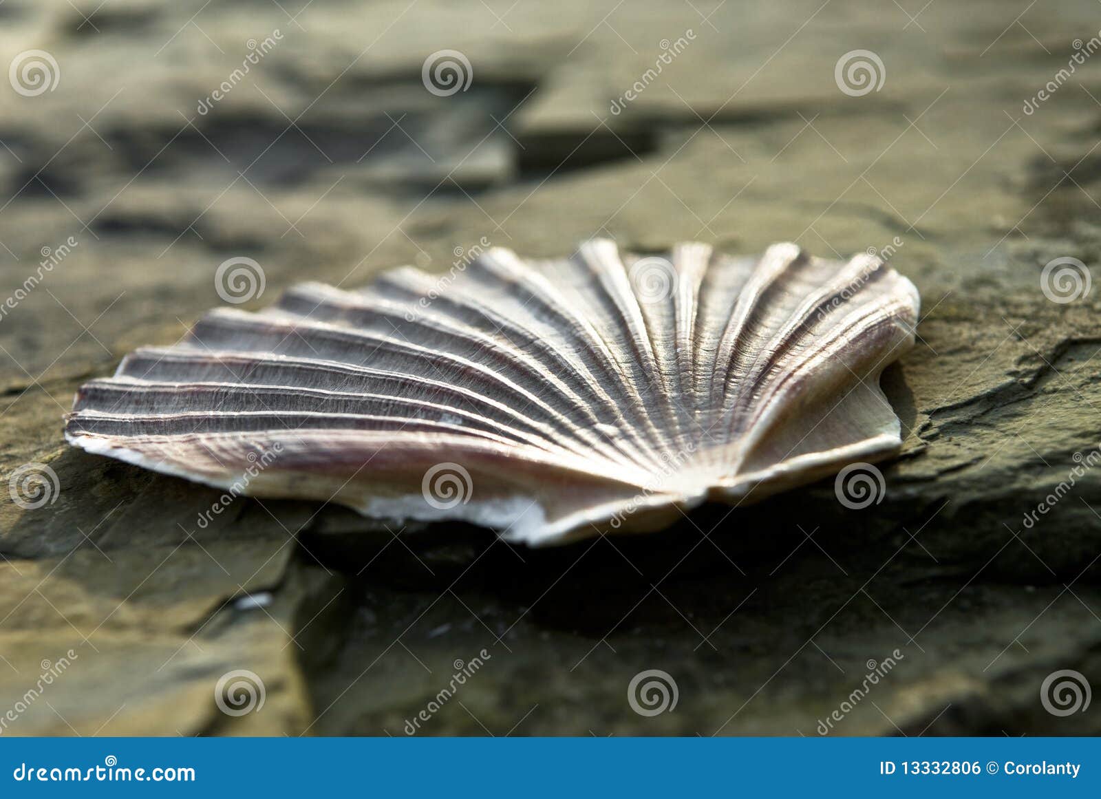 Seashell on rock stock photo. Image of lines, seashell - 13332806
