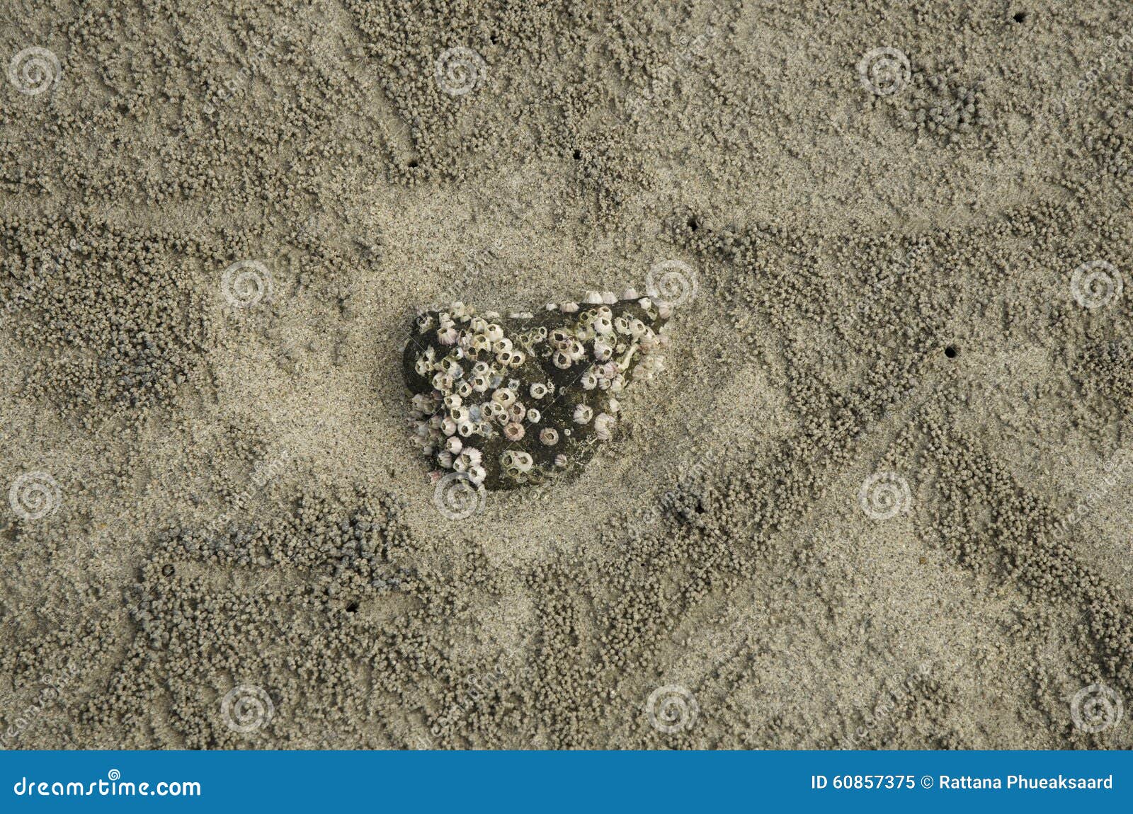 Seashell,Rock ,crab Holes,Sand Beach Stock Image - Image of layer ...