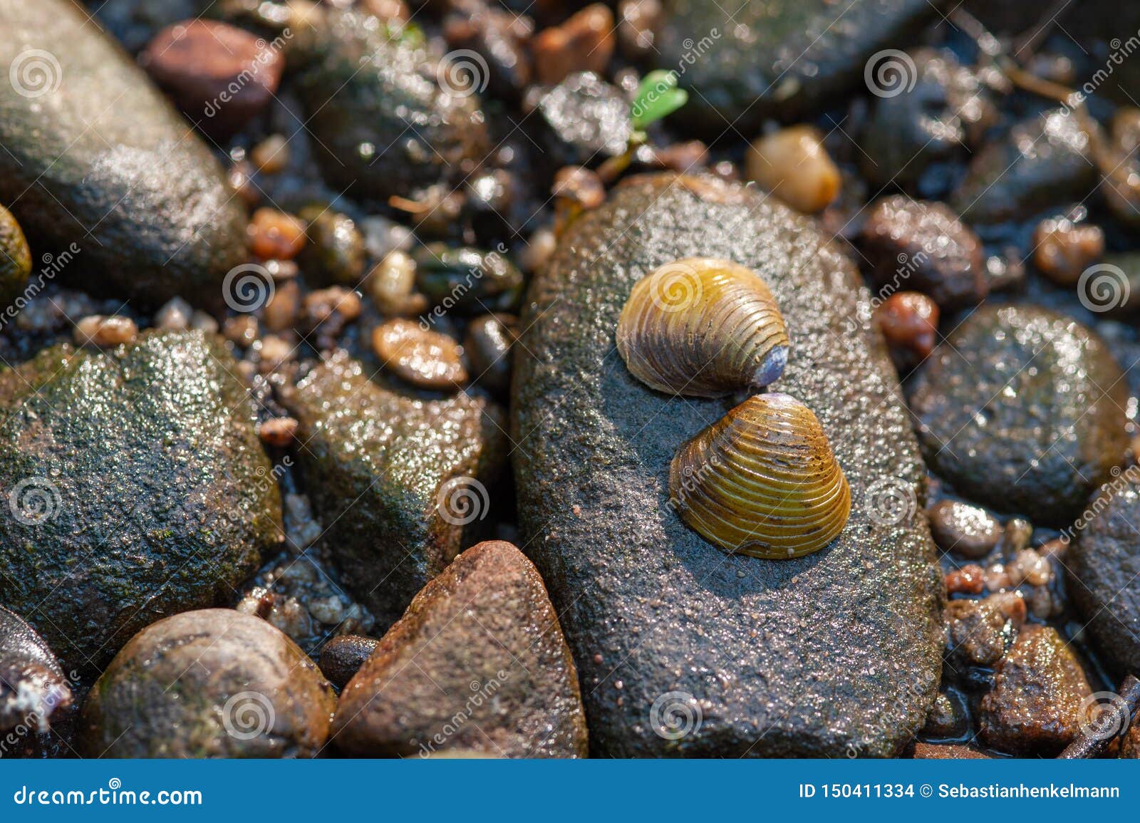 Seashell on rock stock photo. Image of beautiful, harmony - 150411334