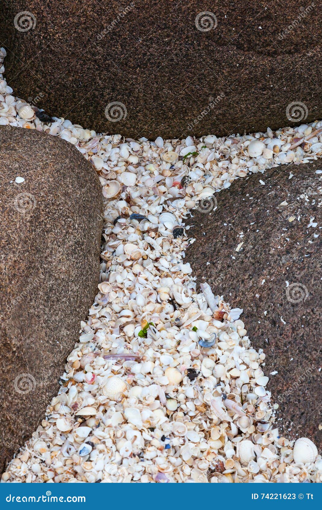Seashell between the rocks stock image. Image of lying - 74221623