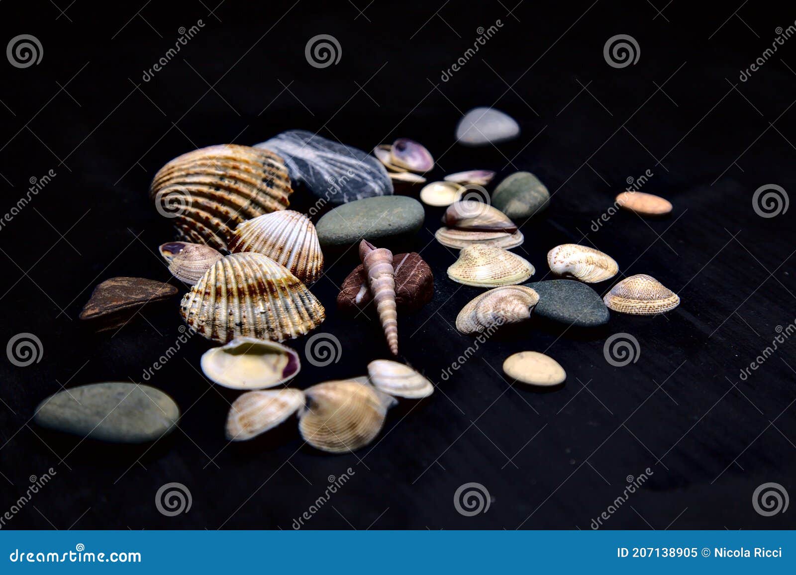 Seashell and Rocks on a Black Surface Stock Image - Image of coconut ...