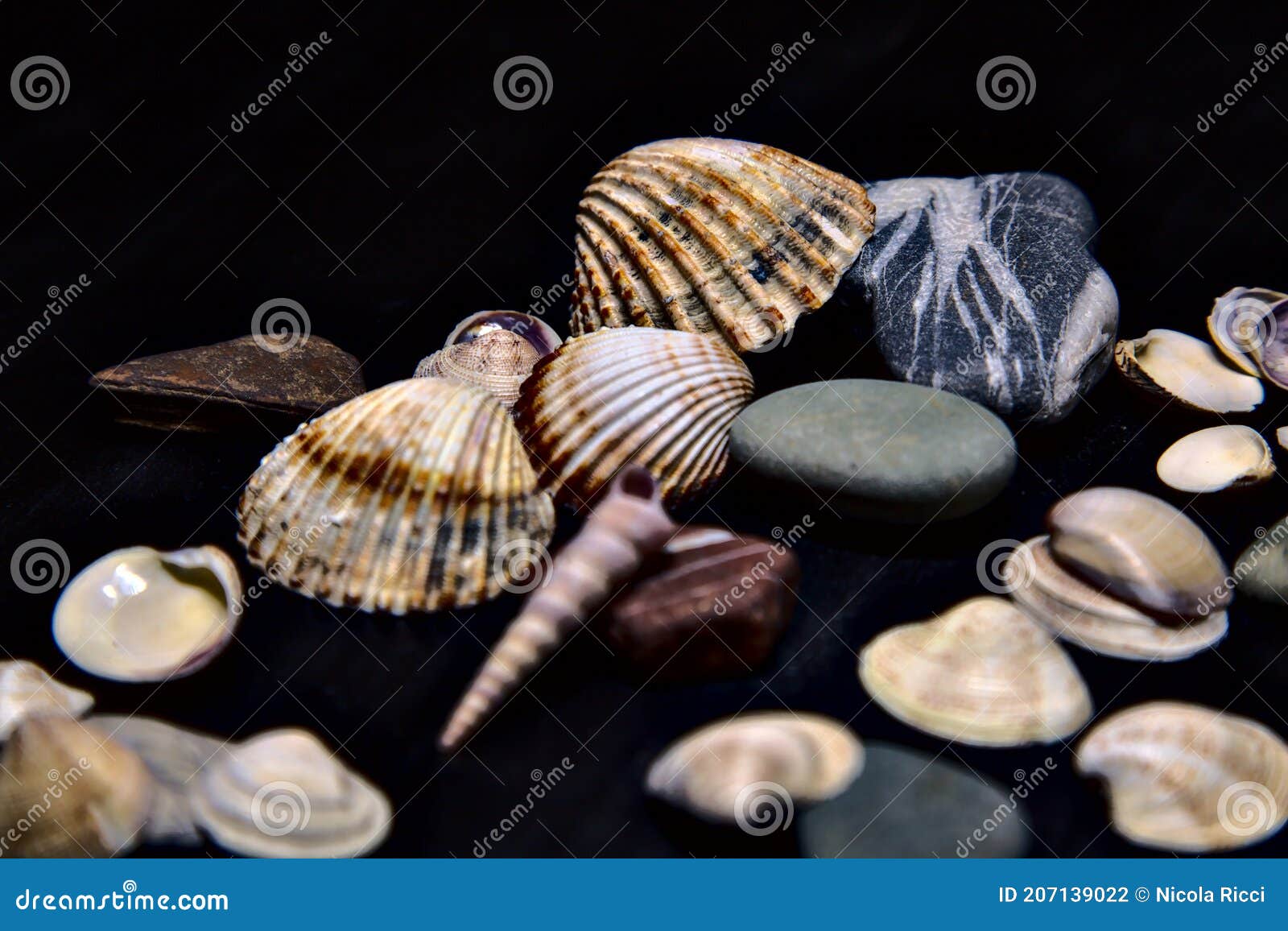 Seashell and Rocks on a Black Surface Stock Photo - Image of butter ...