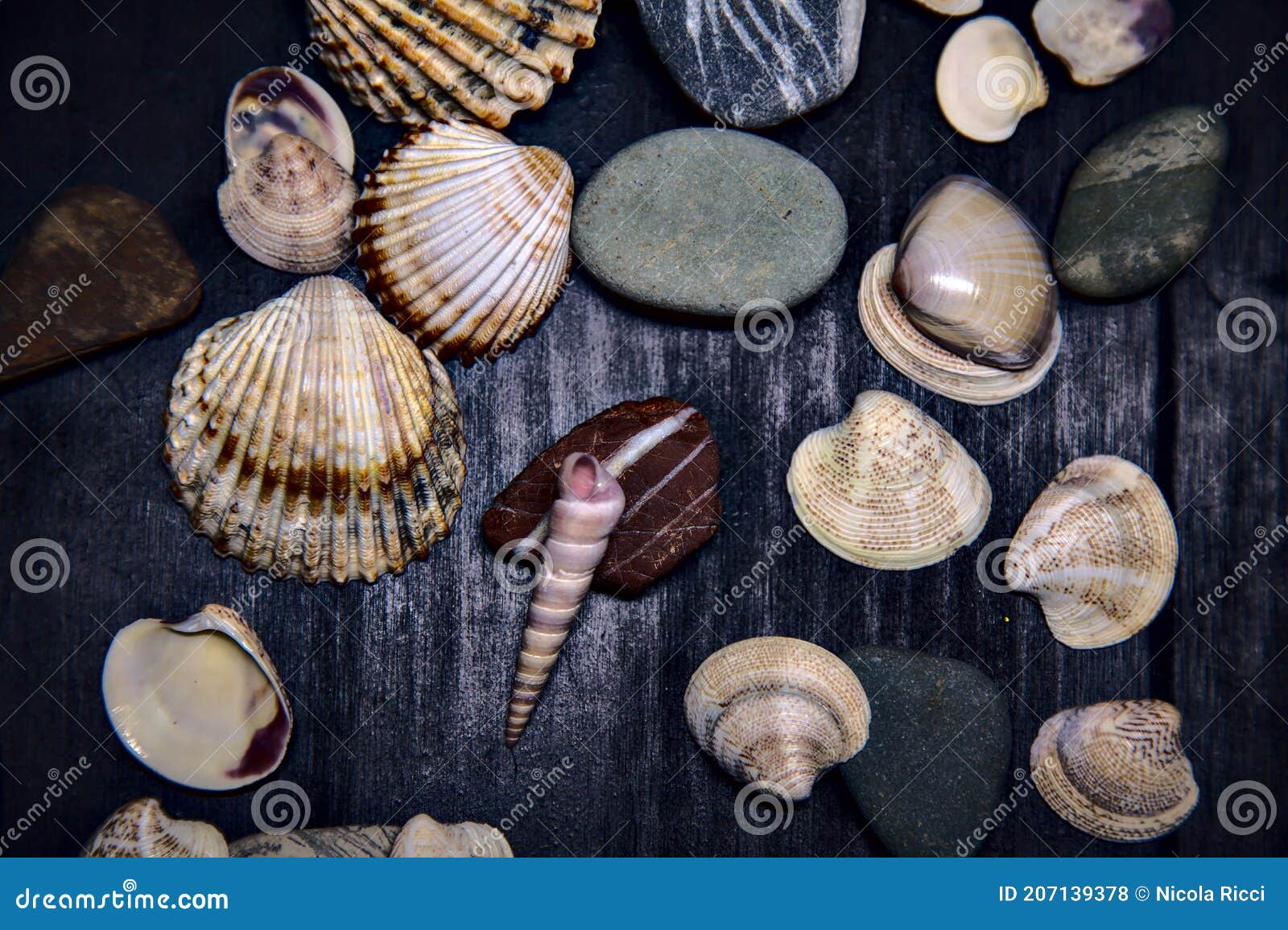 Seashell and Rocks on a Black Surface Stock Photo - Image of butter ...