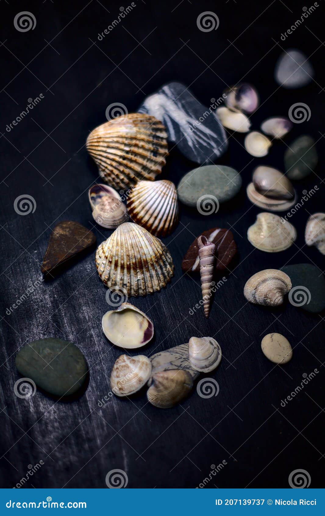 Seashell and Rocks on a Black Surface Stock Image - Image of design ...