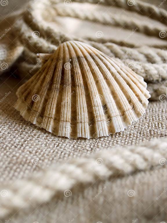 Seashell and rope stock photo. Image of marine, seashell - 731840