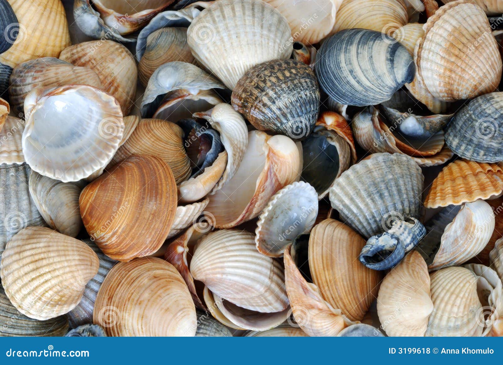 Seashell s background stock photo. Image of seashell, shell - 3199618