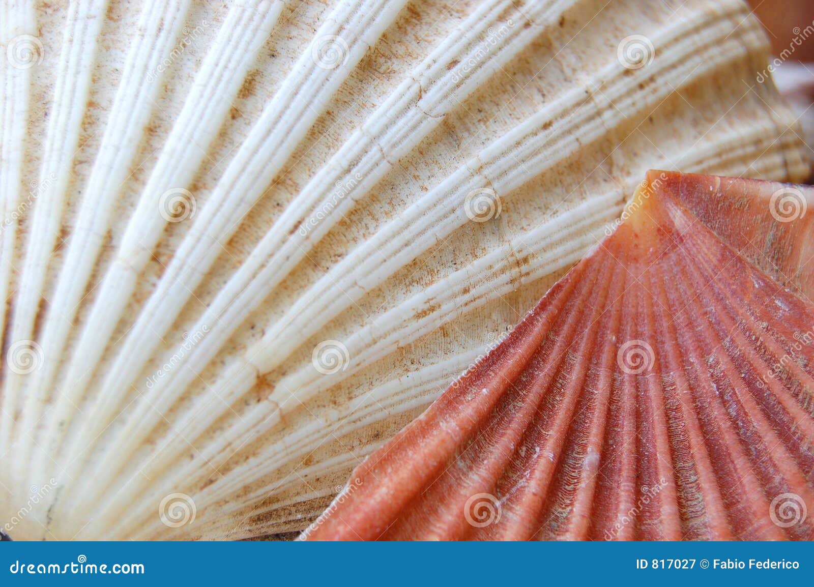 Seashell's lines stock image. Image of isolated, tide, ocean - 817027