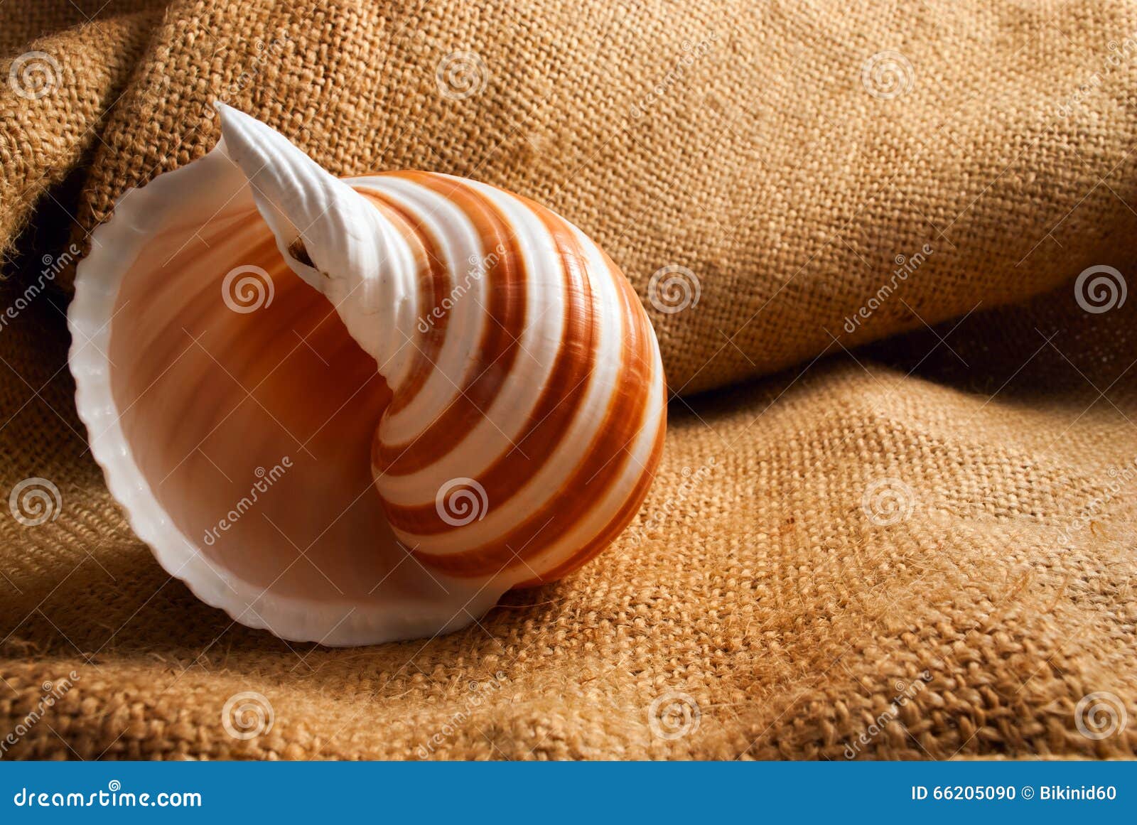 Seashell on sack. stock photo. Image of spiral, shell - 66205090