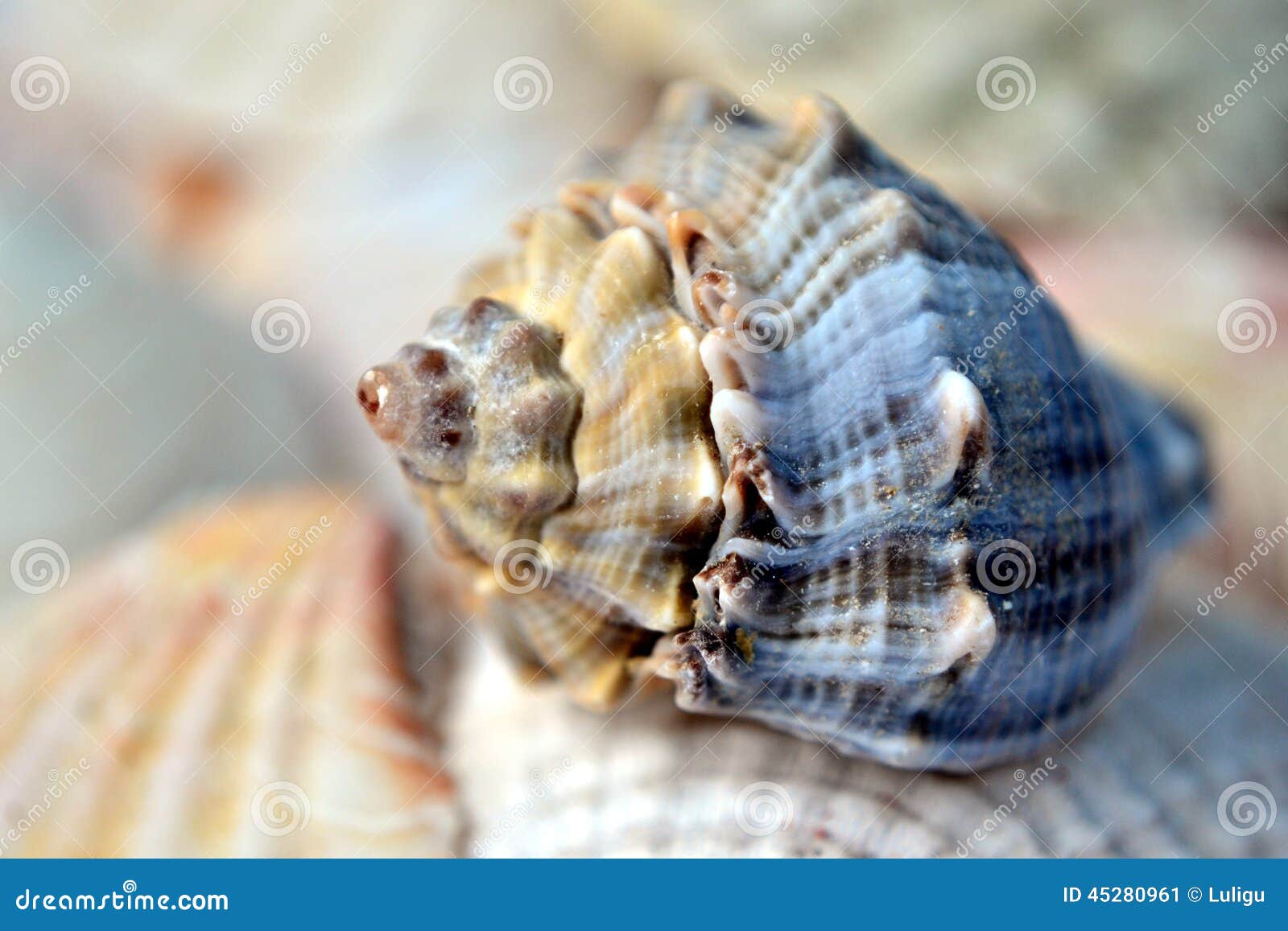 Seashell - Sacred Geometry Stock Image | CartoonDealer.com #45280825 Seashell - Sacred Geometry Stock Image | CartoonDealer.com #45280825