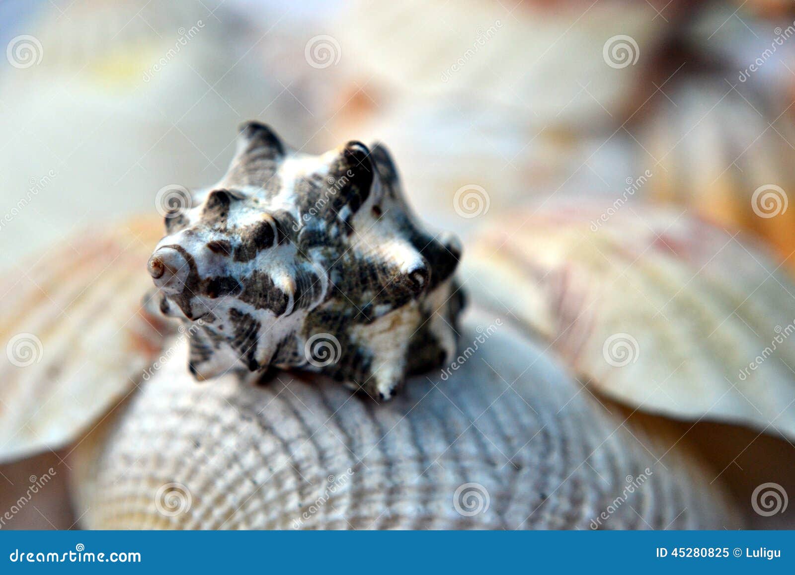 Seashell - Sacred Geometry Royalty-Free Stock Photography ...