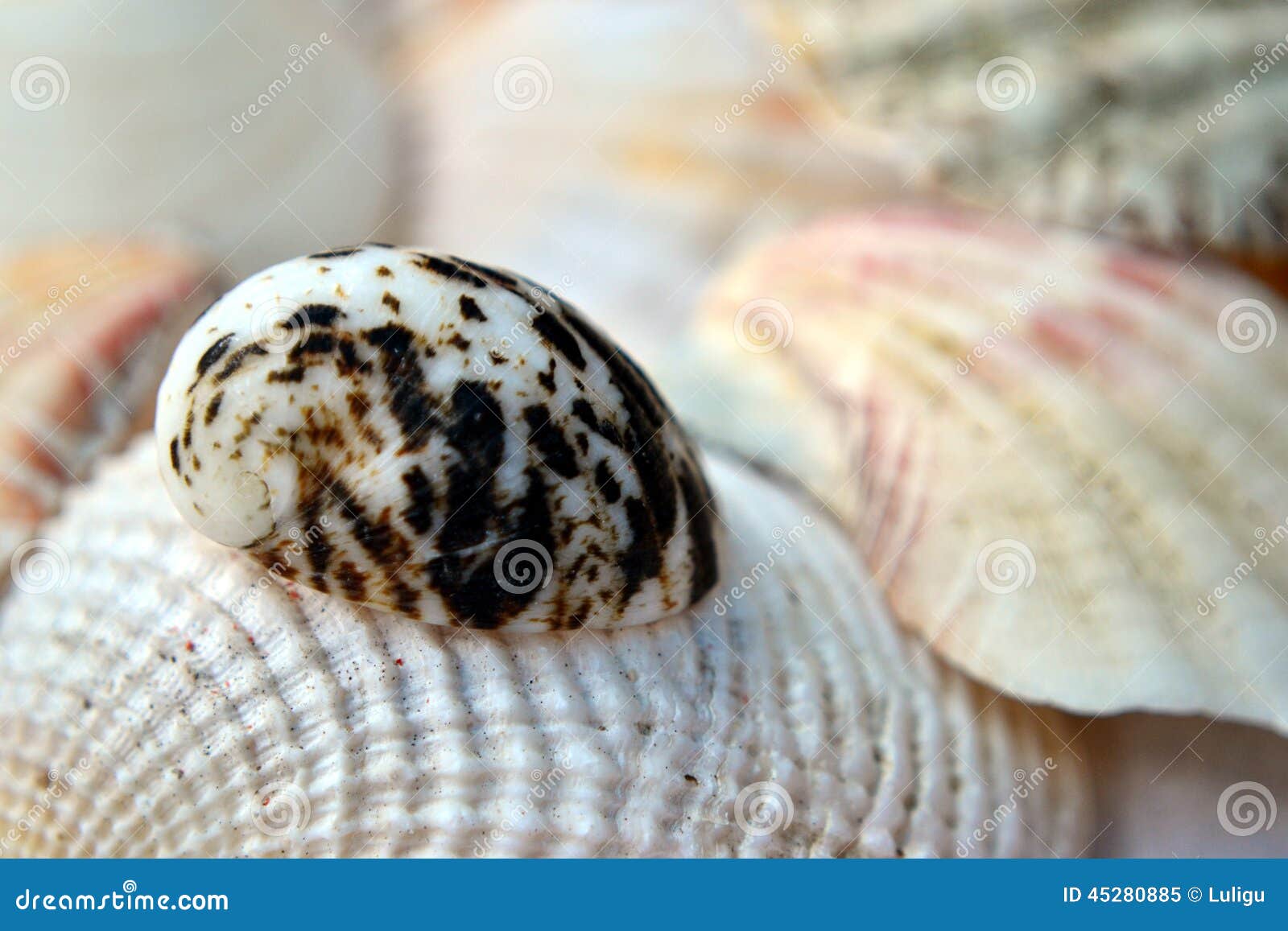 Snail shell stock image. Image of fossil, sacred, conceptual - 45280885