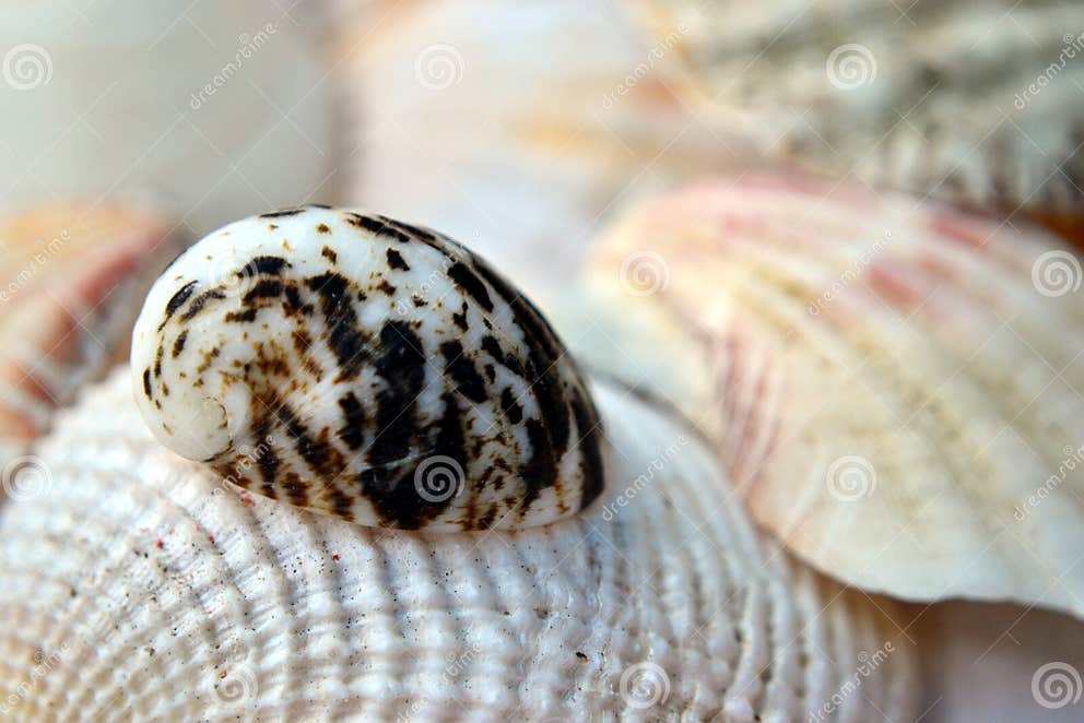 Snail shell stock image. Image of fossil, sacred, conceptual - 45280885