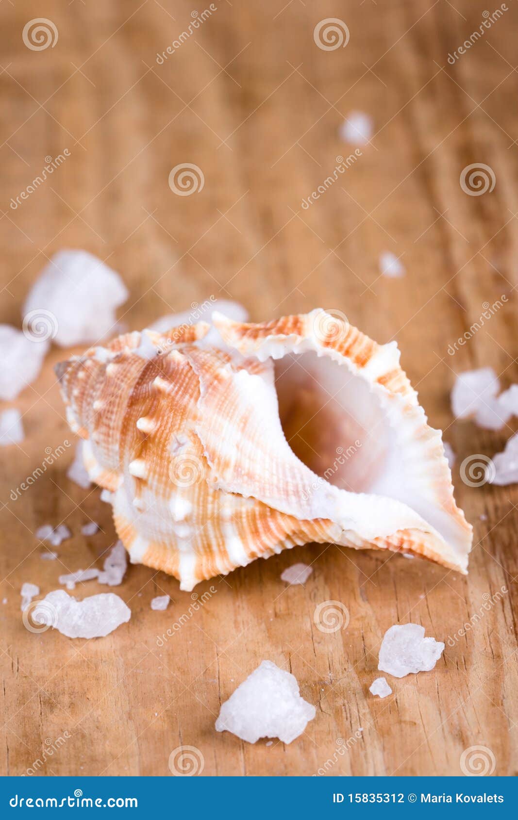 Seashell and salt stock photo. Image of essence, health - 15835312