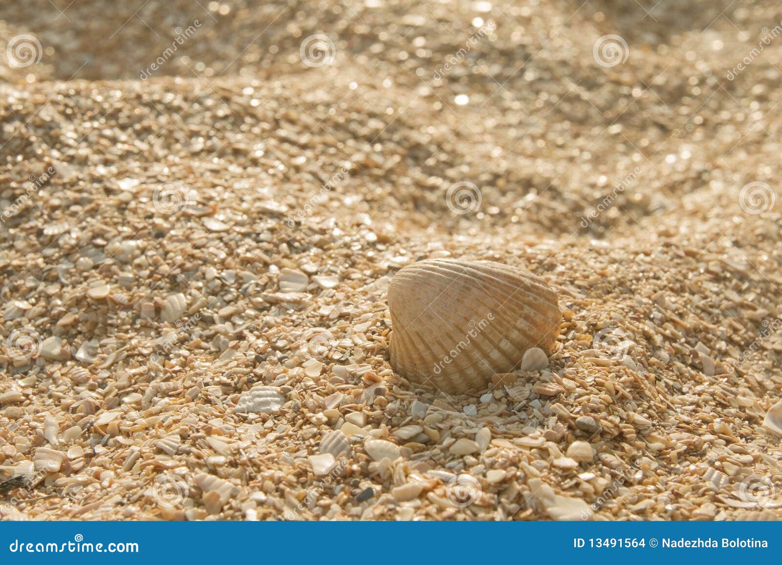 Seashell in the sand stock photo. Image of dusk, conch - 13491564