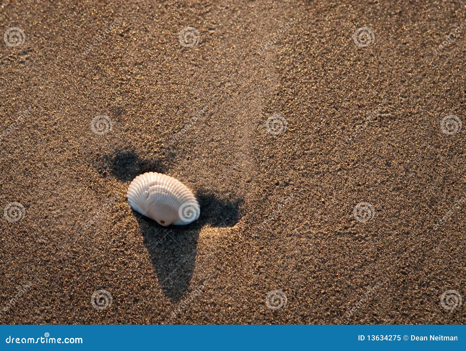 Seashell in the Sand stock image. Image of background - 13634275