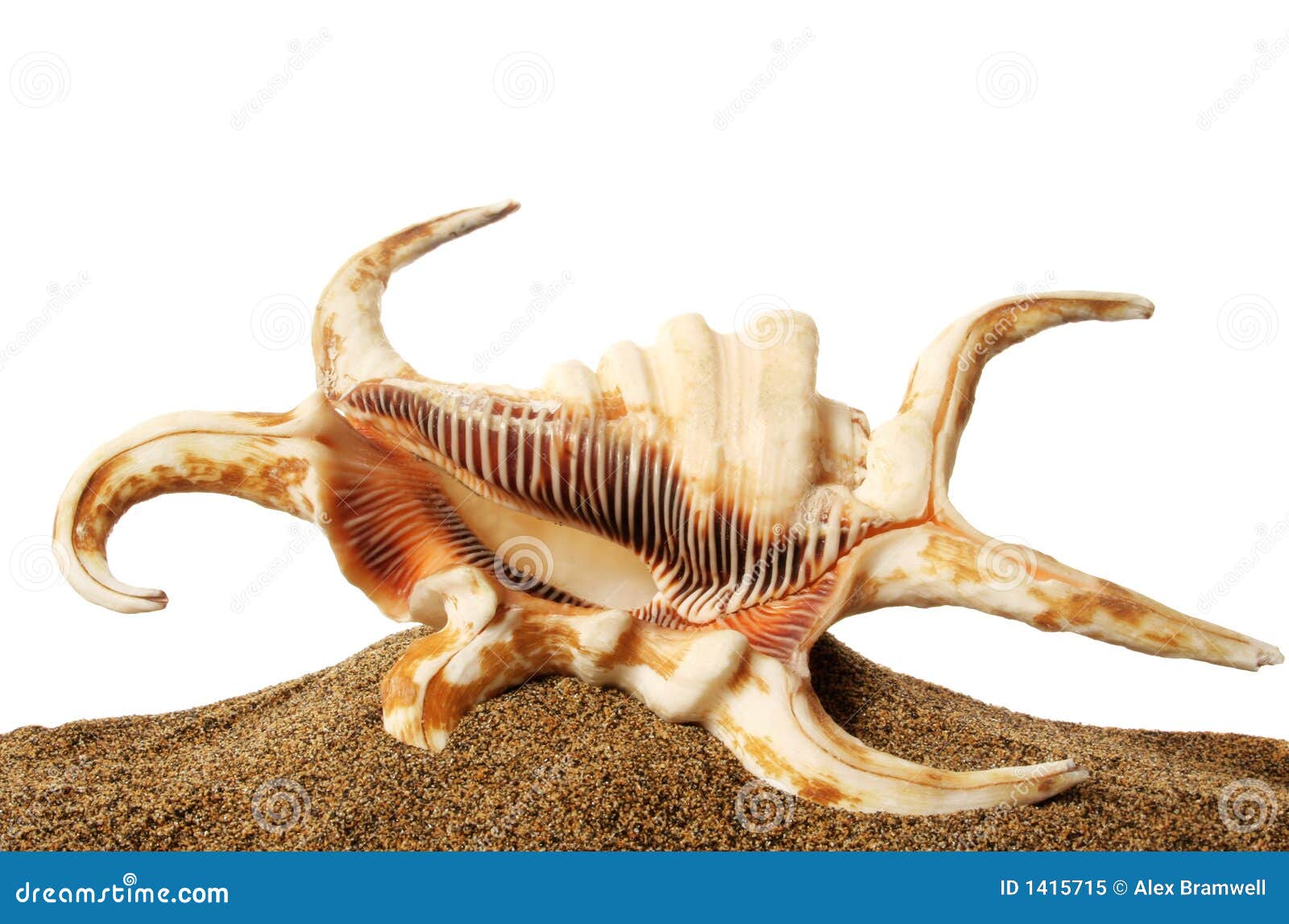 Seashell and Sand stock image. Image of nature, marine - 1415715
