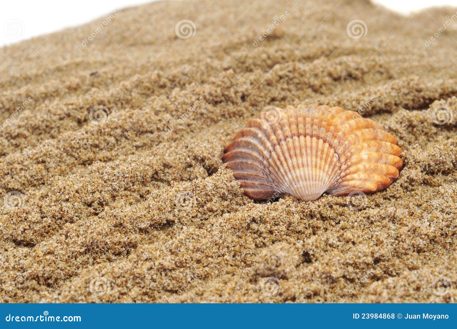 Seashell on the sand stock photo. Image of seaside, mollusk - 23984868