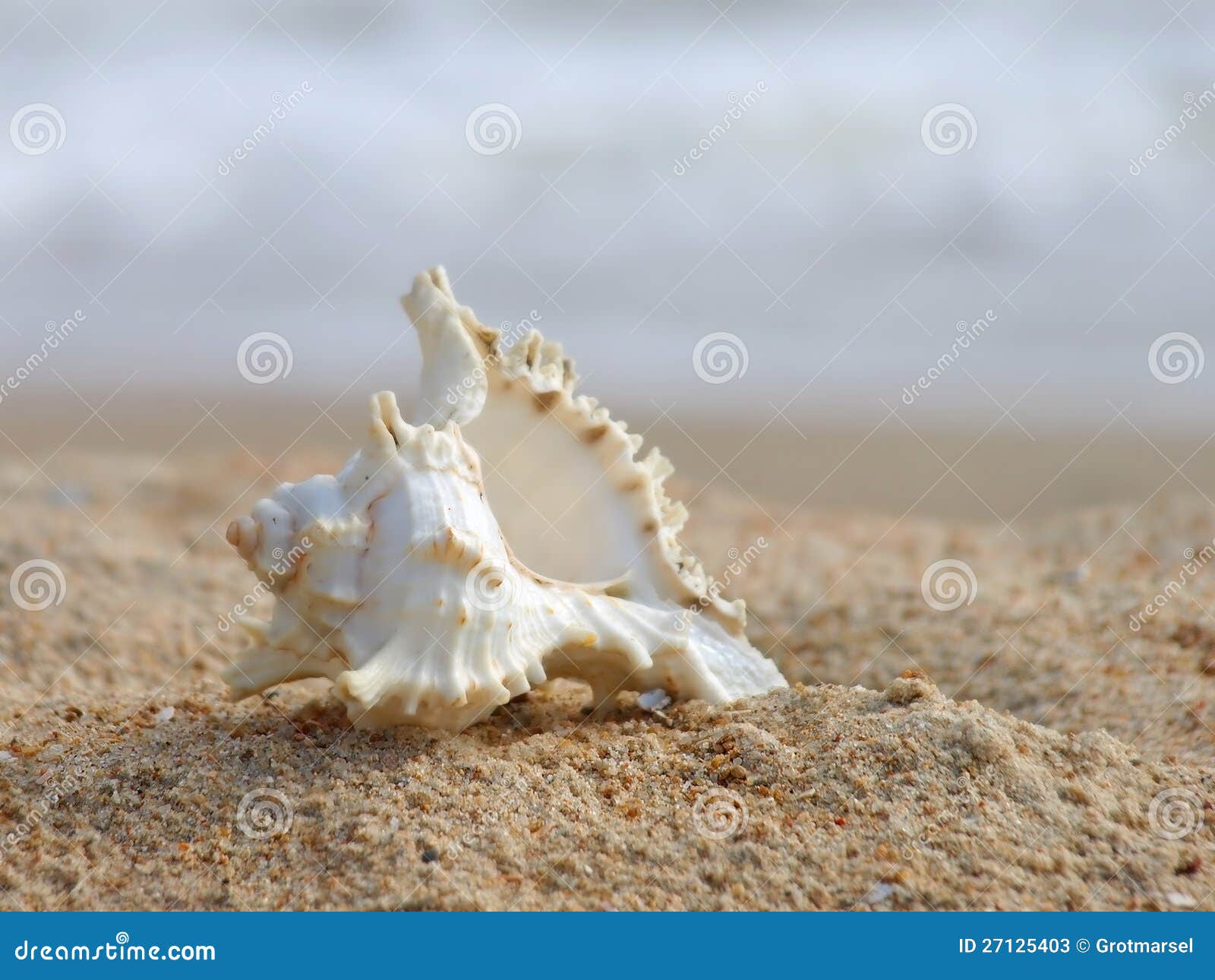 Seashell on a sand. stock image. Image of seaside, aquatic - 27125403