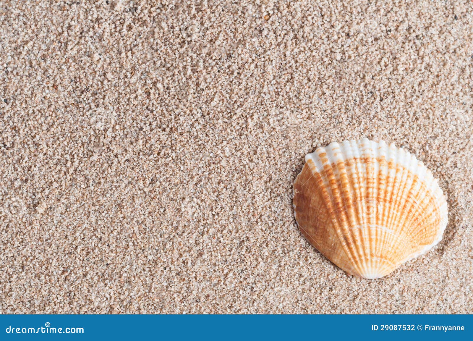 Seashell on Sand stock photo. Image of break, cockle - 29087532