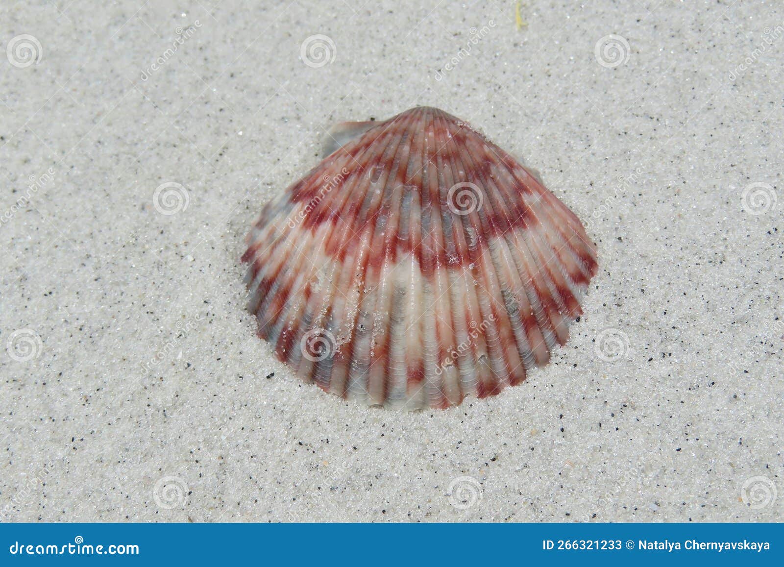 Seashell on Sand Background Stock Image - Image of beach, seashell ...