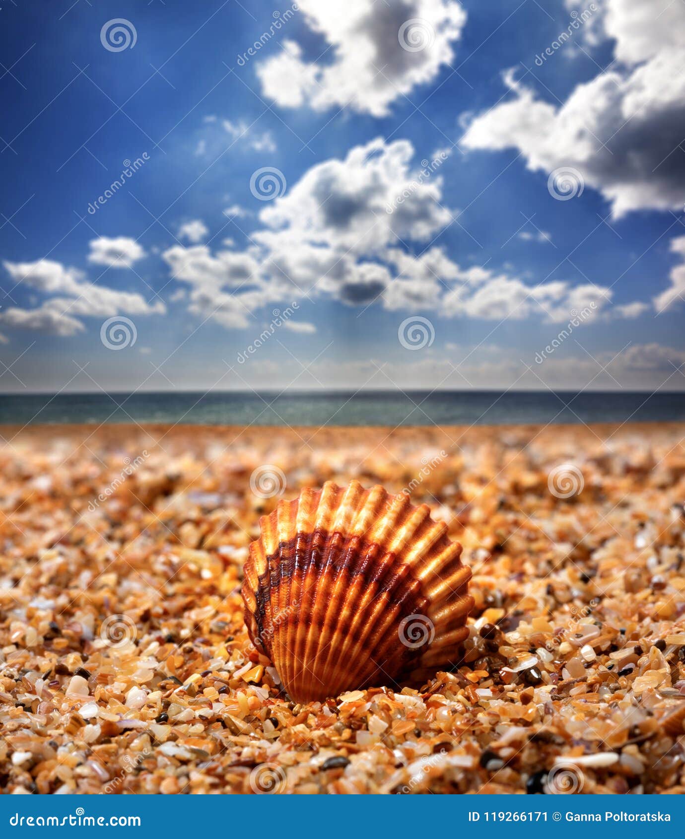Seashell on sand beach stock image. Image of cockleshell - 119266171
