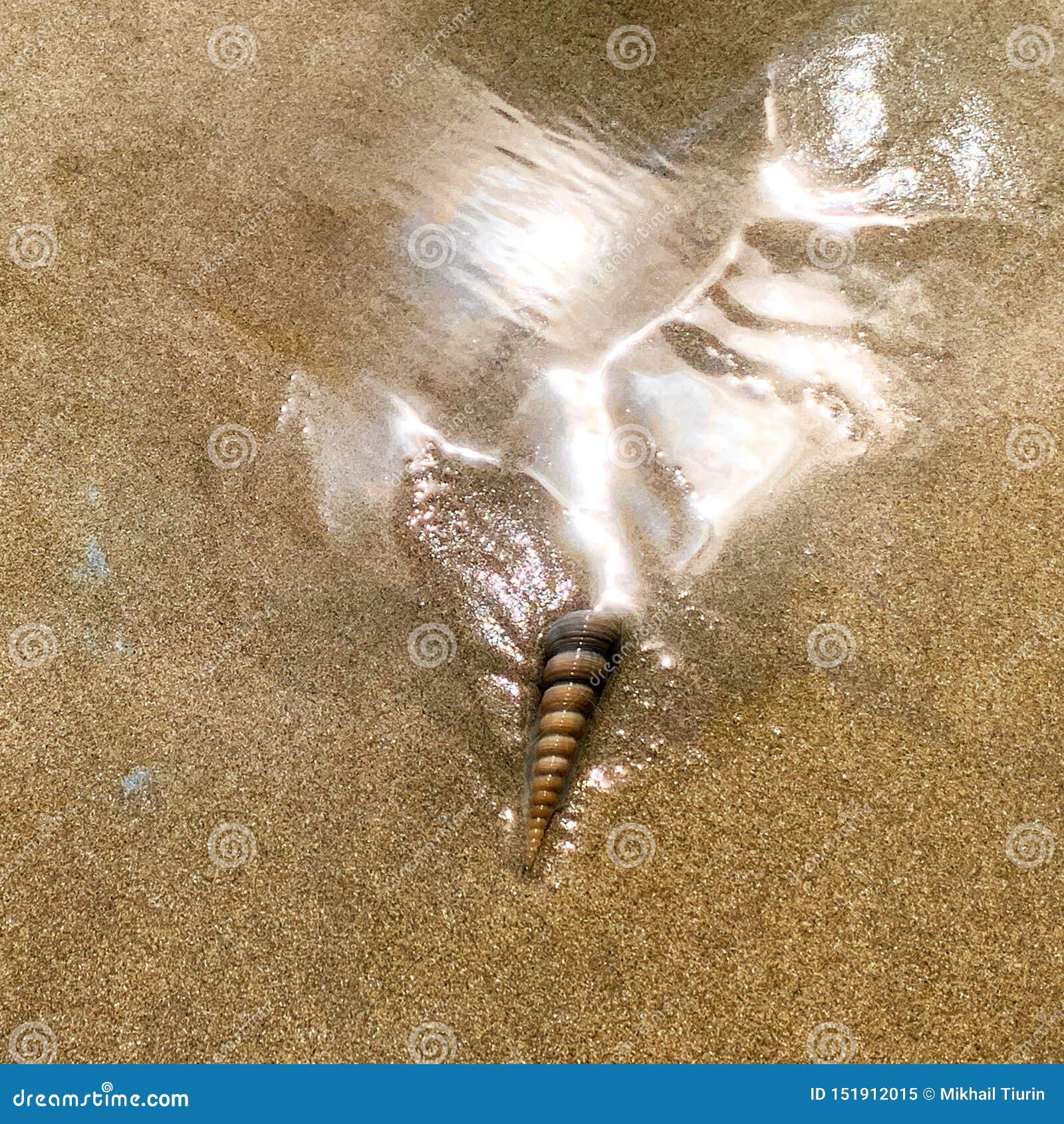 Seashell stock image. Image of seashell, sand, shine - 151912015