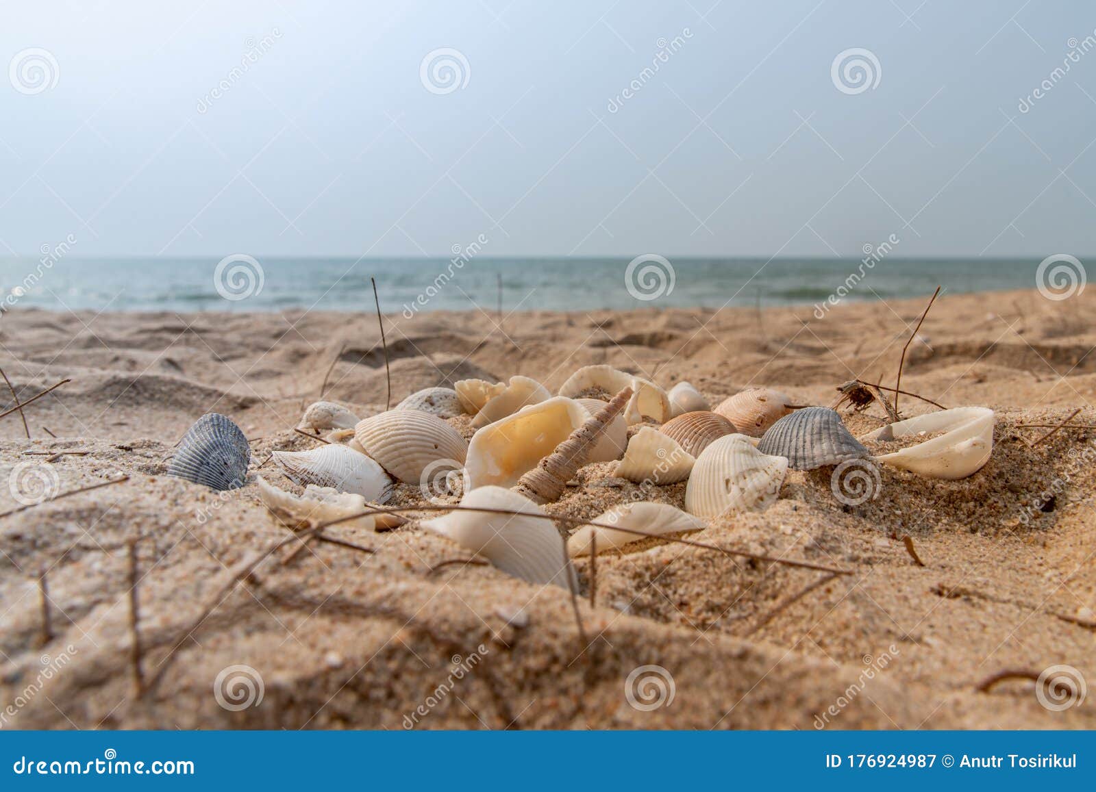 Seashell in Sand on the Beach Stock Image - Image of exotic, scenic ...