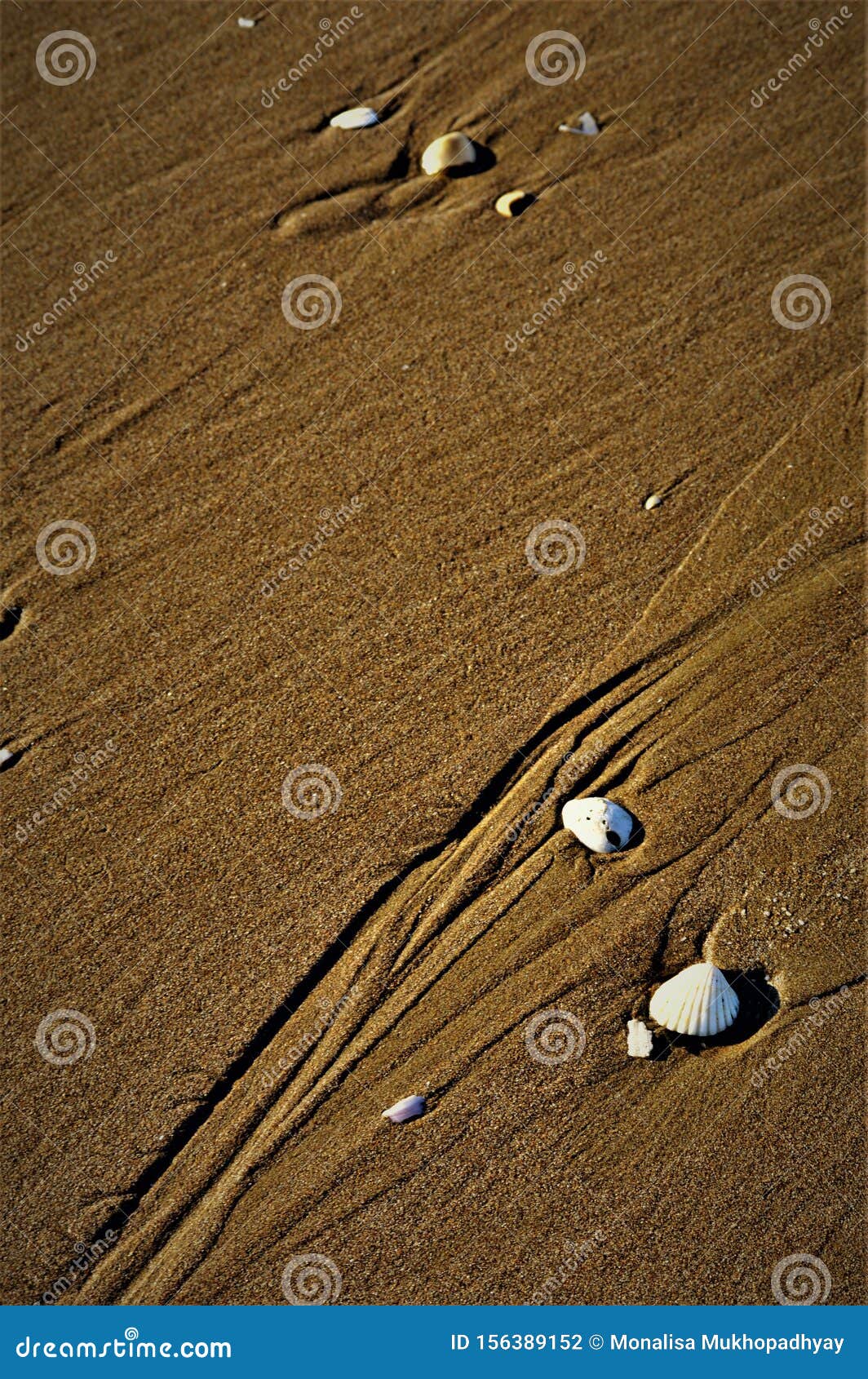 Seashell on the Sand of a Beach Stock Photo - Image of sand, marine ...