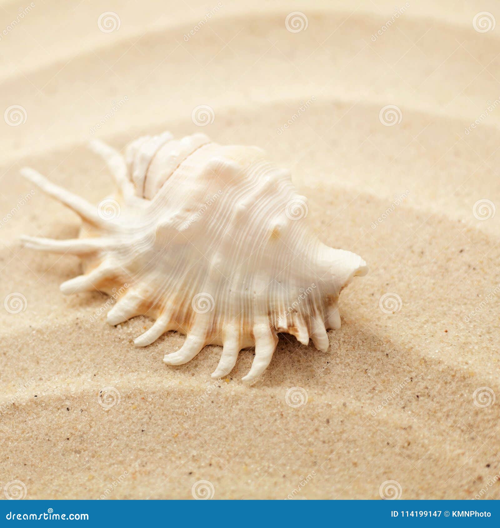 Seashells on sand beach stock image. Image of seashell - 114199147