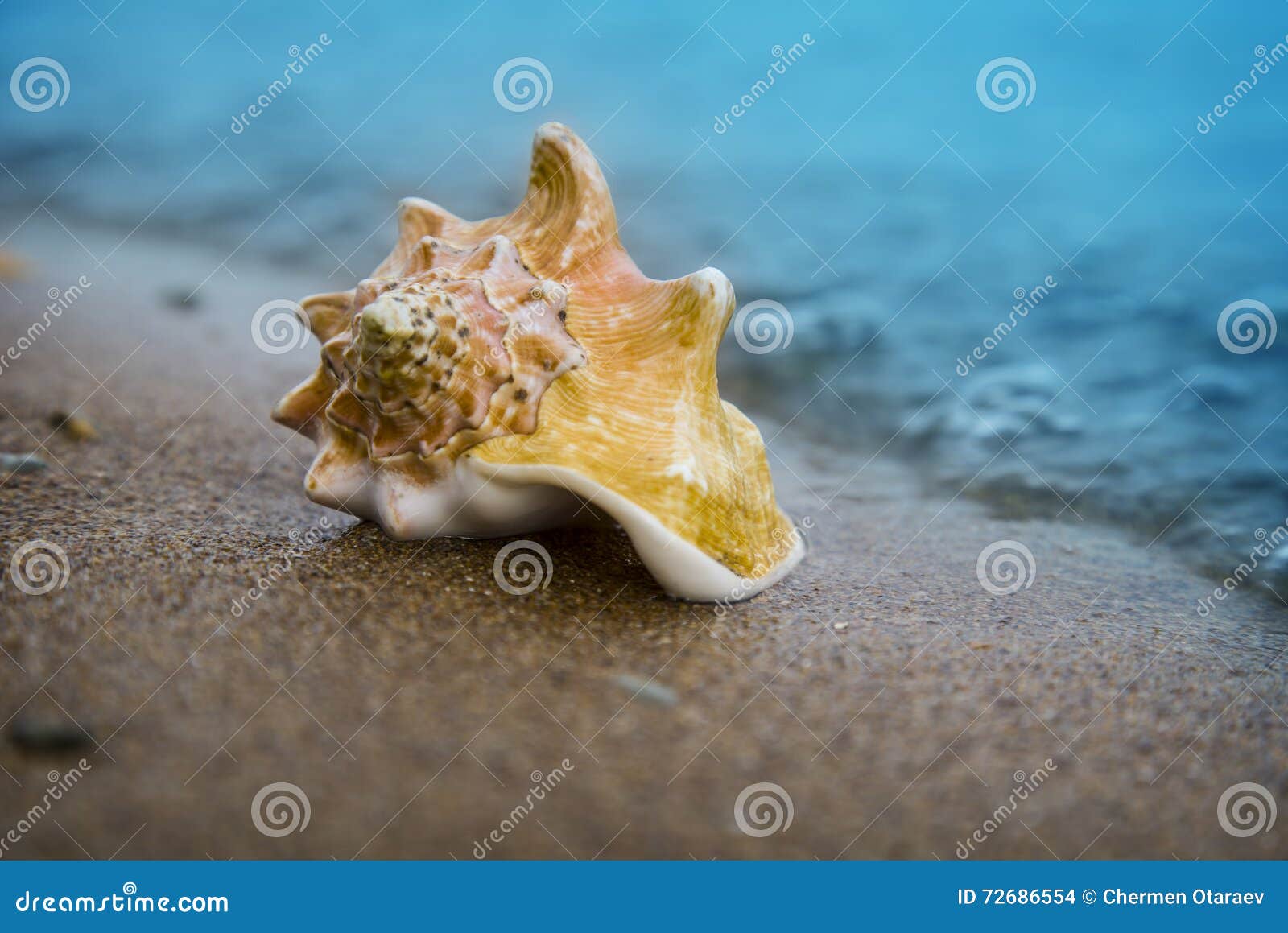 Seashell on Sand of the Beach in Sunlight, Background, Close Up Stock ...