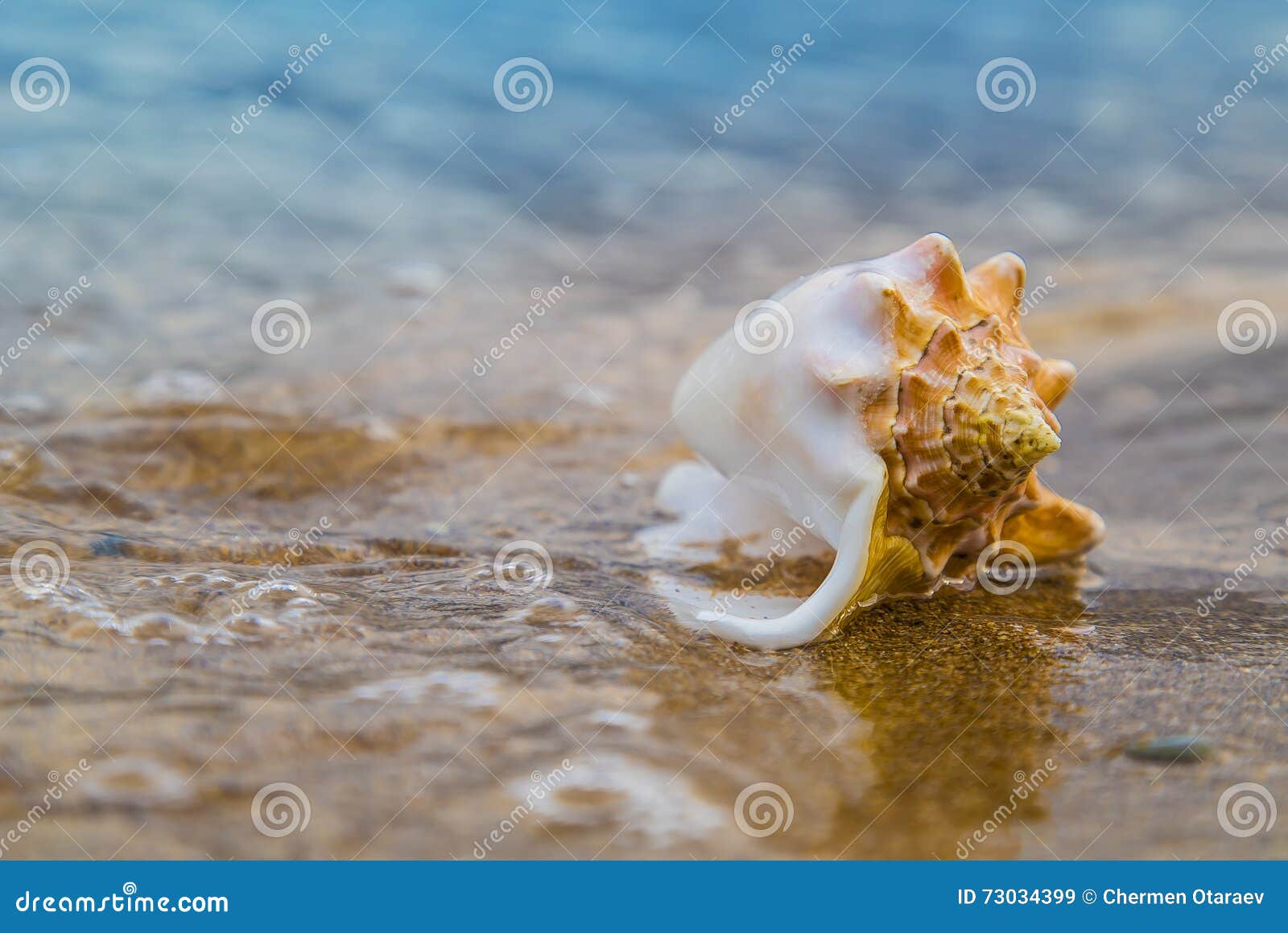 Seashell Sand From Shells, Many Different Shells. Royalty-Free Stock ...