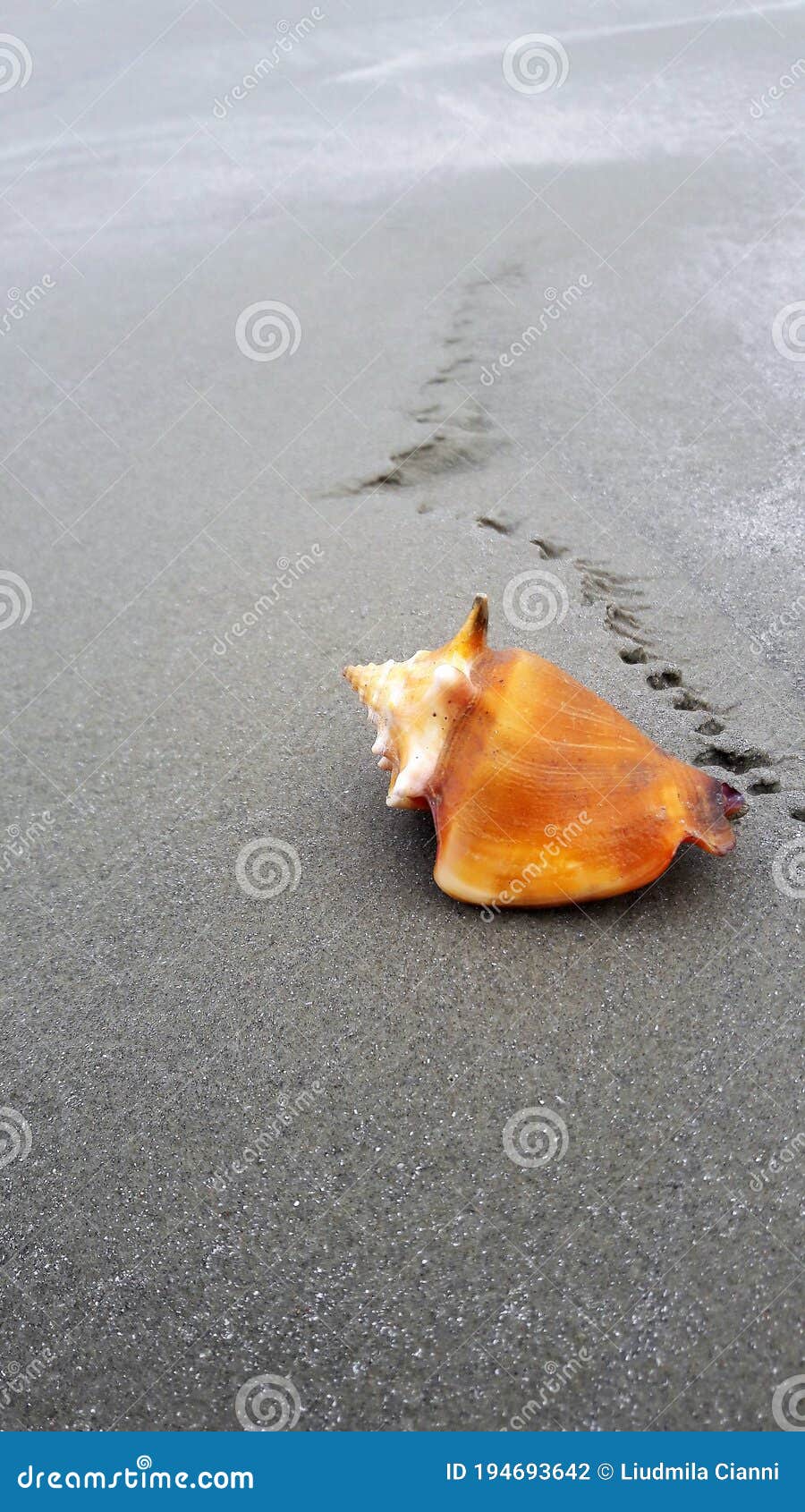 Seashell on the sand stock photo. Image of tropical - 194693642