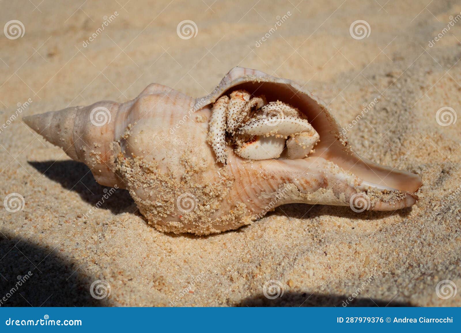Seashell stock photo. Image of closeup, madagascar, summer - 287979376