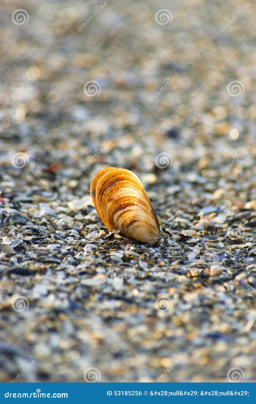 Seashell in the sand stock photo. Image of beach, balance - 53185256