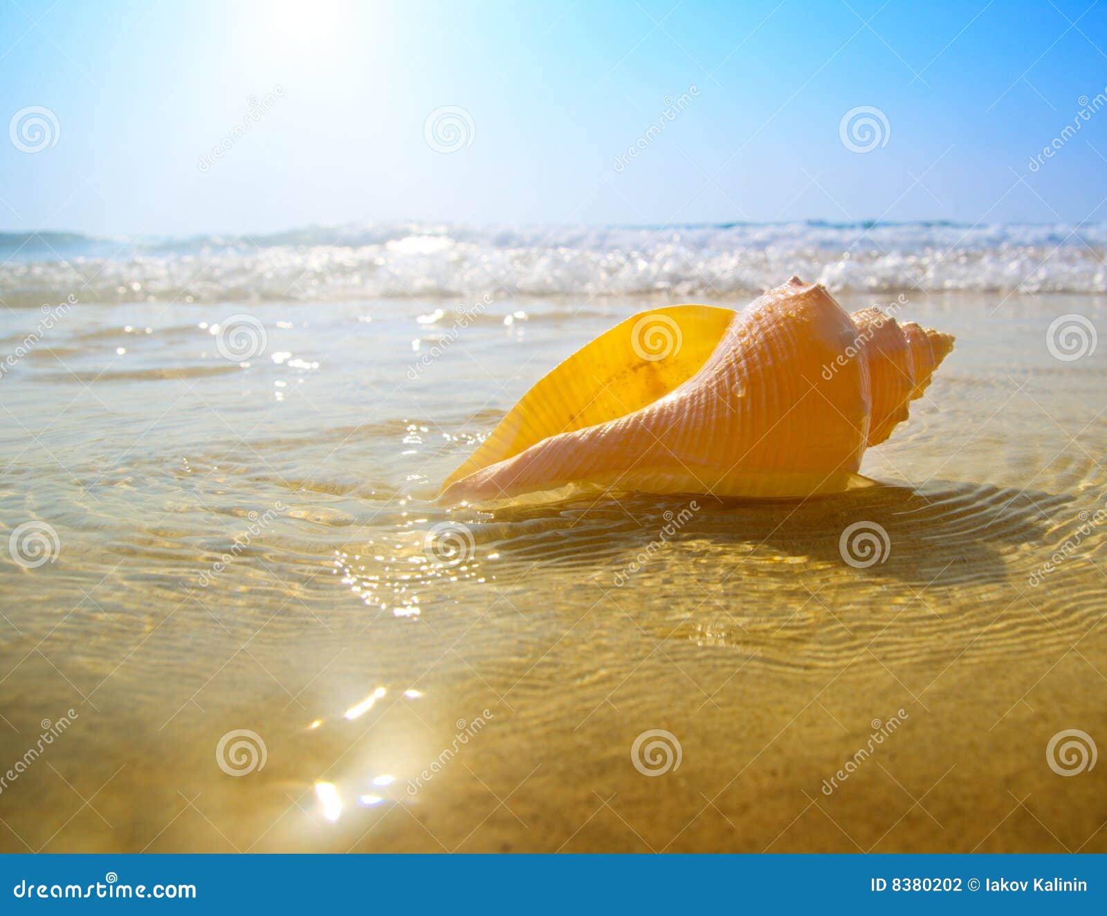 Seashell sand and ocean stock photo. Image of atoll, wave - 8380202
