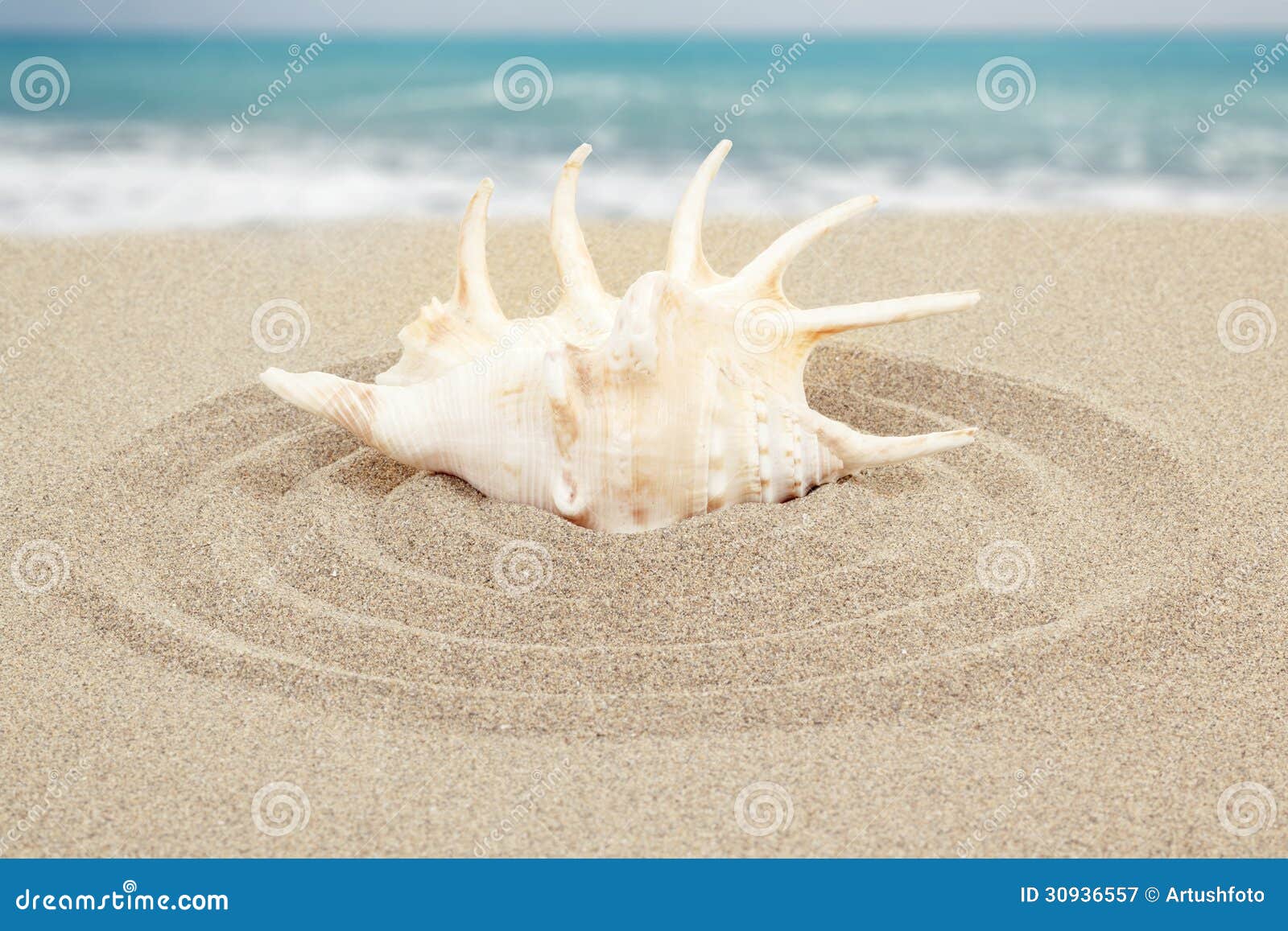 Seashell with Sand with Sea in Background Stock Image - Image of travel ...
