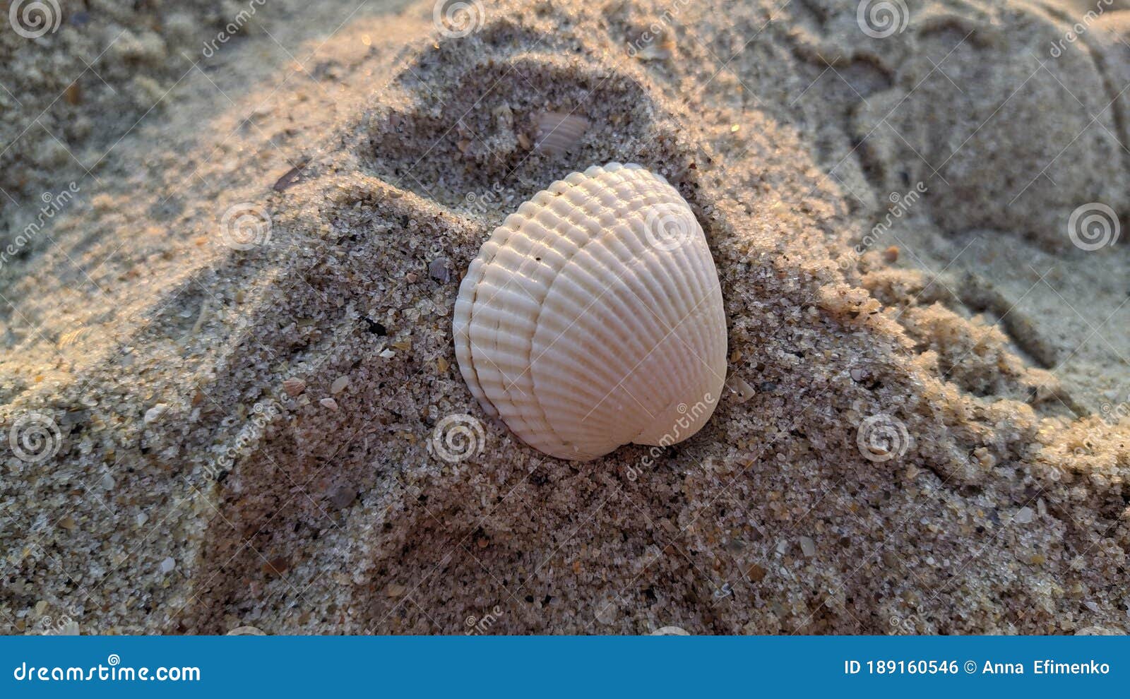 Seashell in the Sand at Sea. Stock Photo - Image of grit, seashell ...