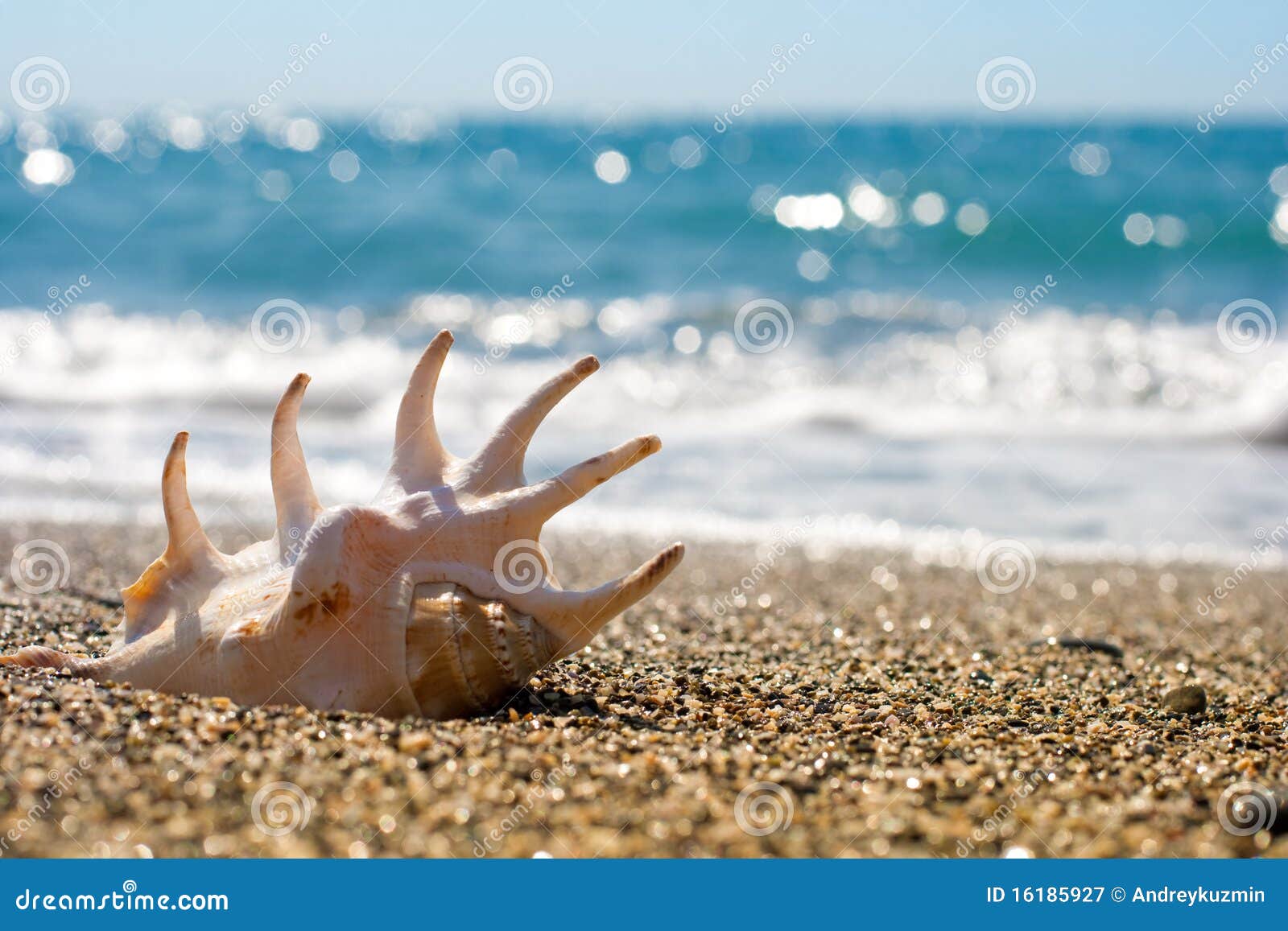 Seashell on the Sand of Seashore or Beach Stock Image - Image of ...