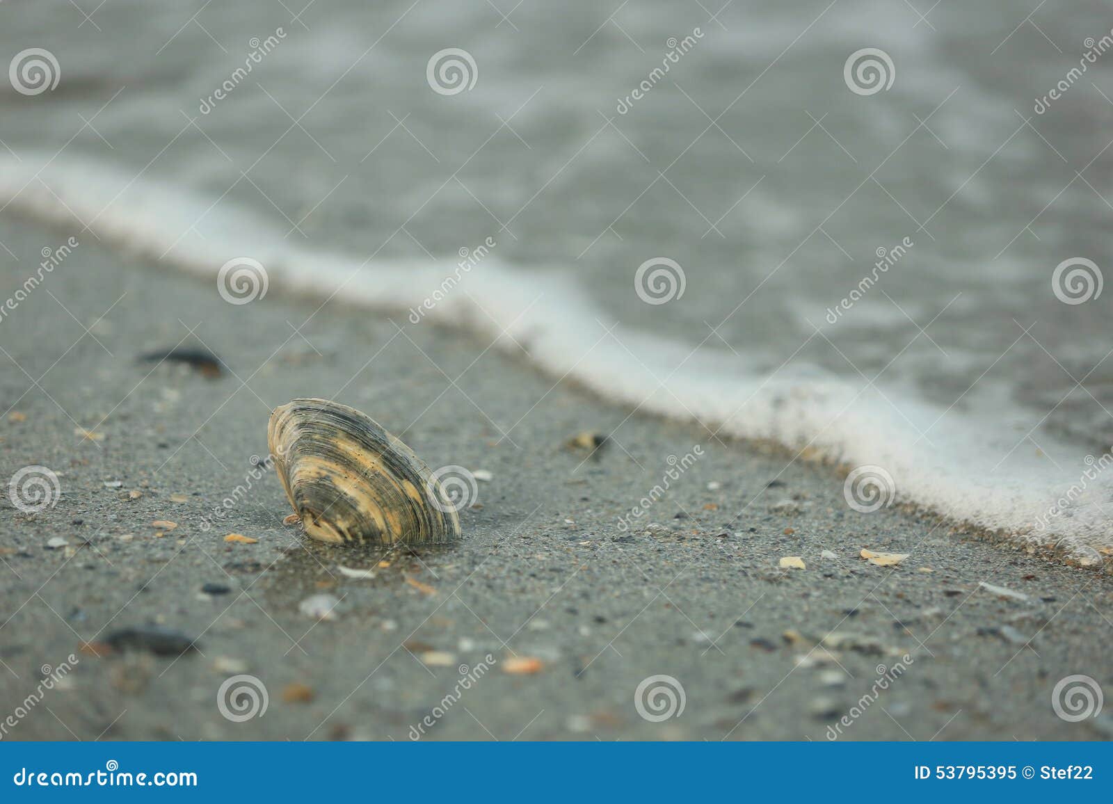 Seashell in the sand stock image. Image of seashells - 53795395