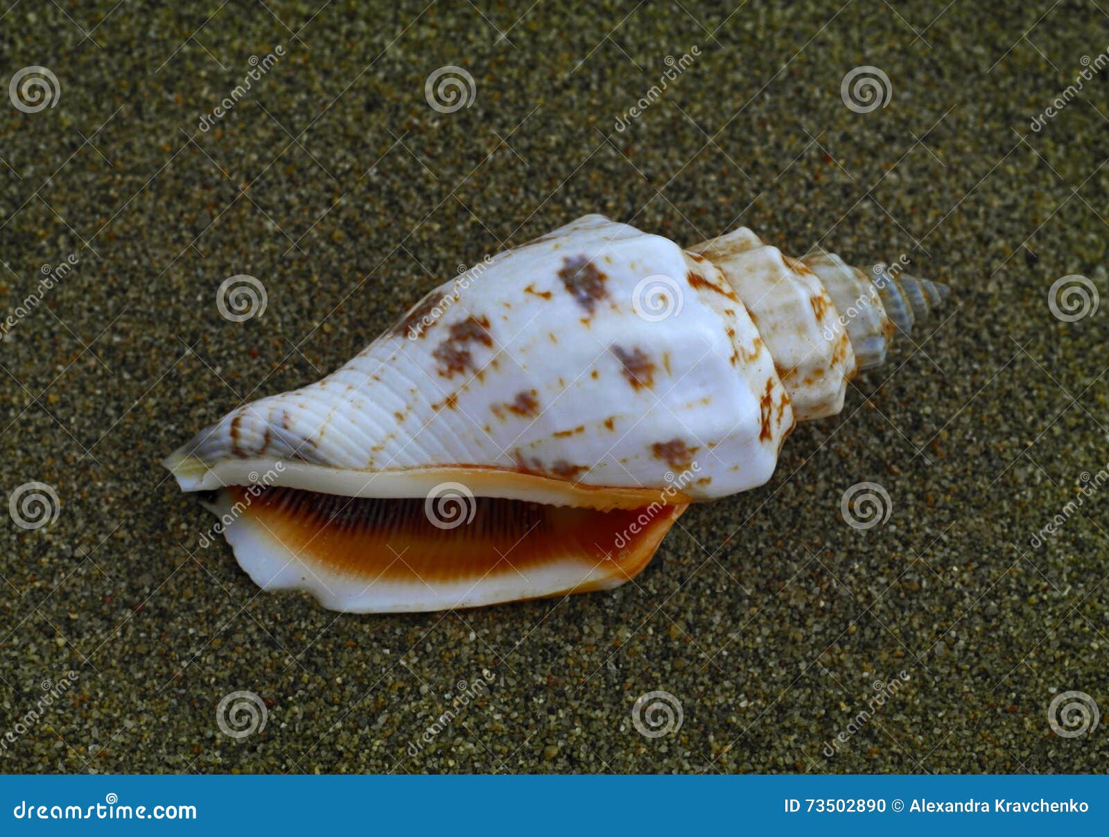 Seashell on the sand stock photo. Image of samsung, climate - 73502890