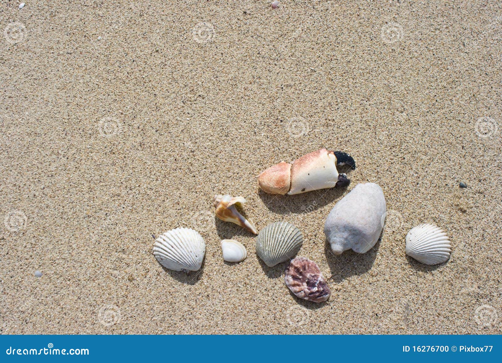 Seashell and Sand Texture Background Stock Photo - Image of texture ...