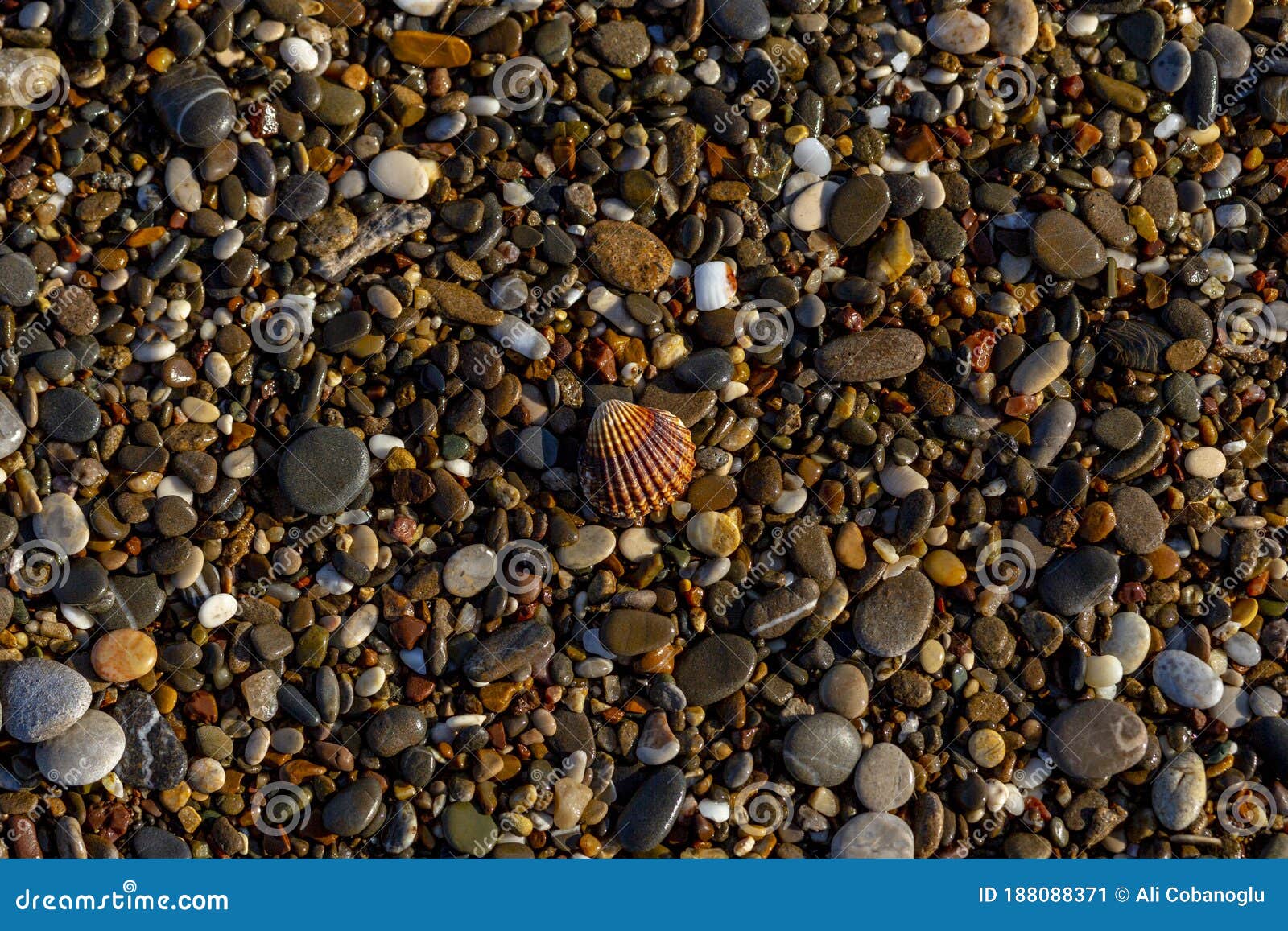 Seashell on the Sands on the Beach Stock Image - Image of relaxation ...