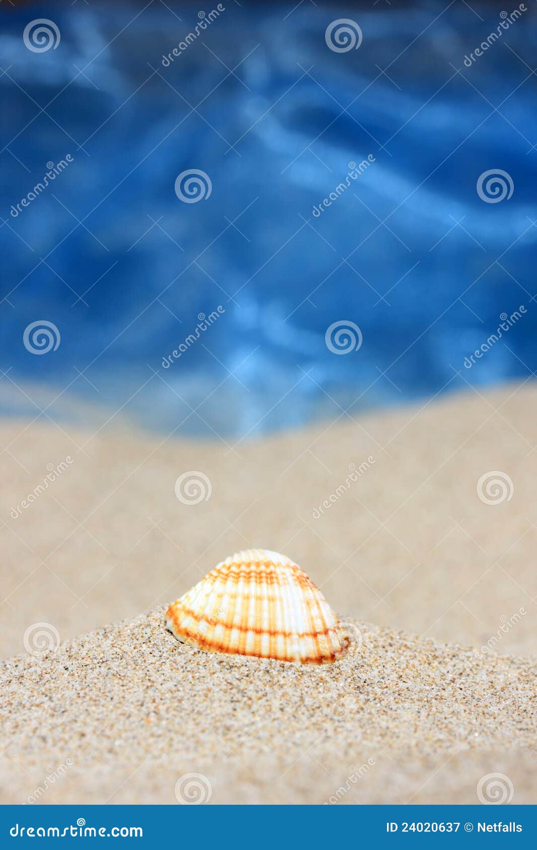 Seashell on sandy beach stock image. Image of relaxation - 24020637