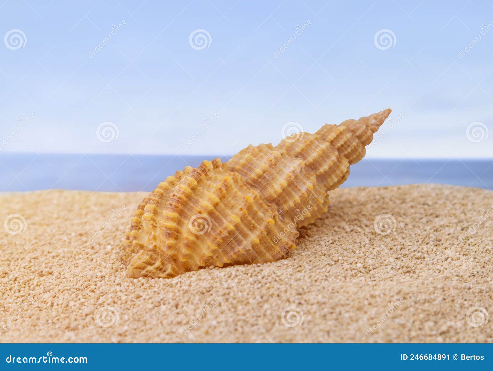 A Seashell on the Sandy Beach Stock Image - Image of calmness, leisure ...