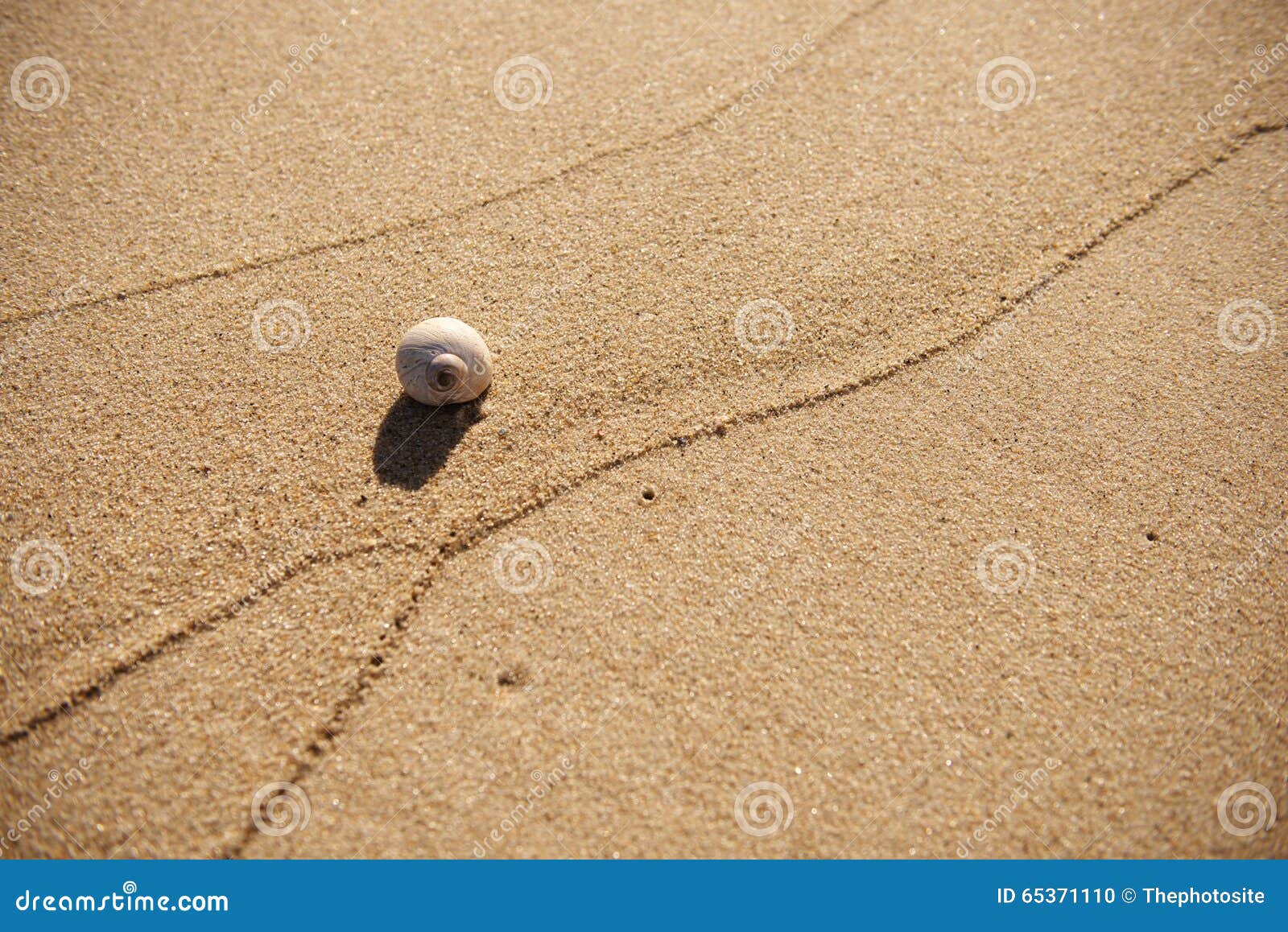 A Seashell on a Sandy Beach (Cape Cod, Massachusetts, USA / November 30 ...